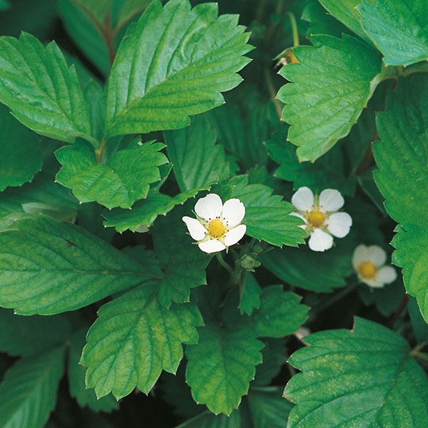 Alpine Strawberry Seeds - Goldcliff Garden Centre