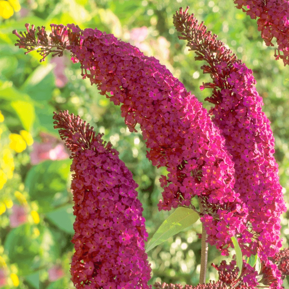 Buddleia davidii Royal Red - Goldcliff Garden Centre