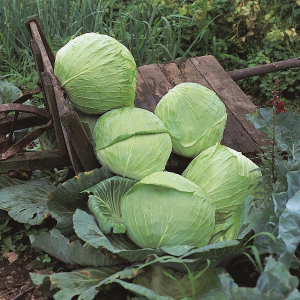 Cabbage Golden Acre Primo 2 Seeds - Goldcliff Garden Centre