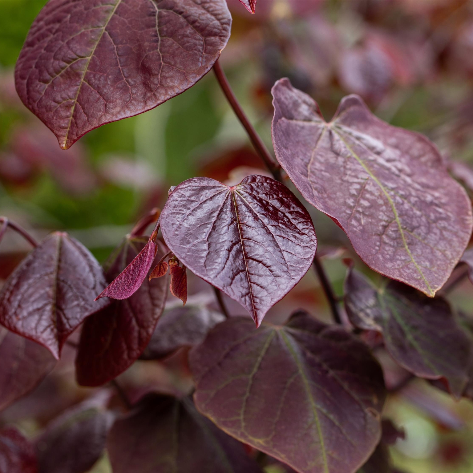 Cercis canadensis Forest Pansy - Goldcliff Garden Centre