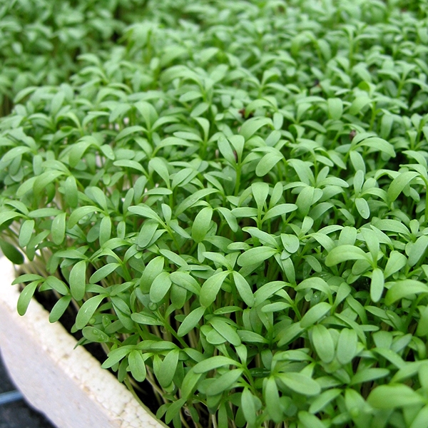 Cress Sprint Organic Seeds - Goldcliff Garden Centre
