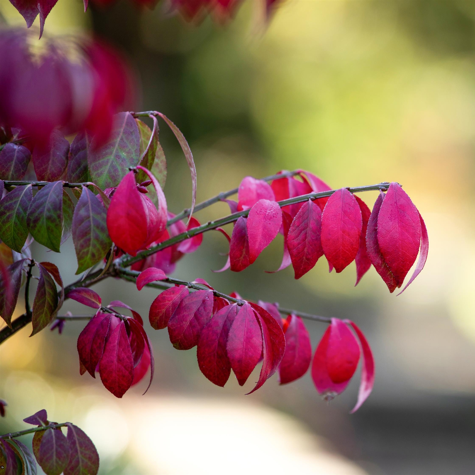 Euonymus alatus Compactus - Goldcliff Garden Centre
