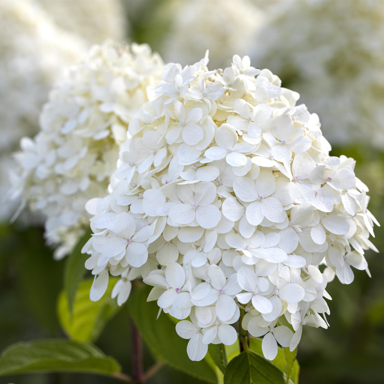 Hydrangea paniculata Limelight Half Standard - Goldcliff Garden Centre