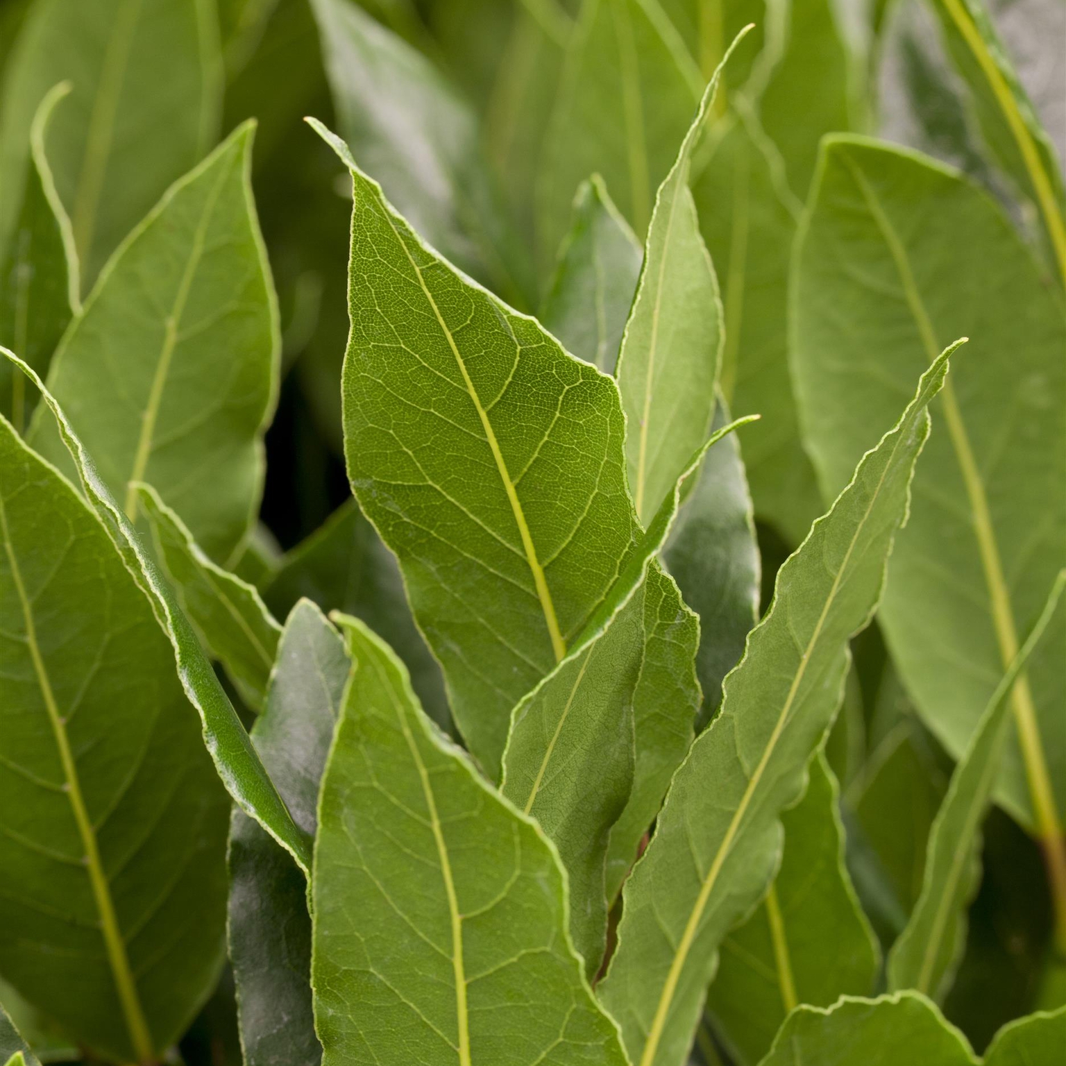 Laurus nobilis Bay Tree Mini Standard - Goldcliff Garden Centre