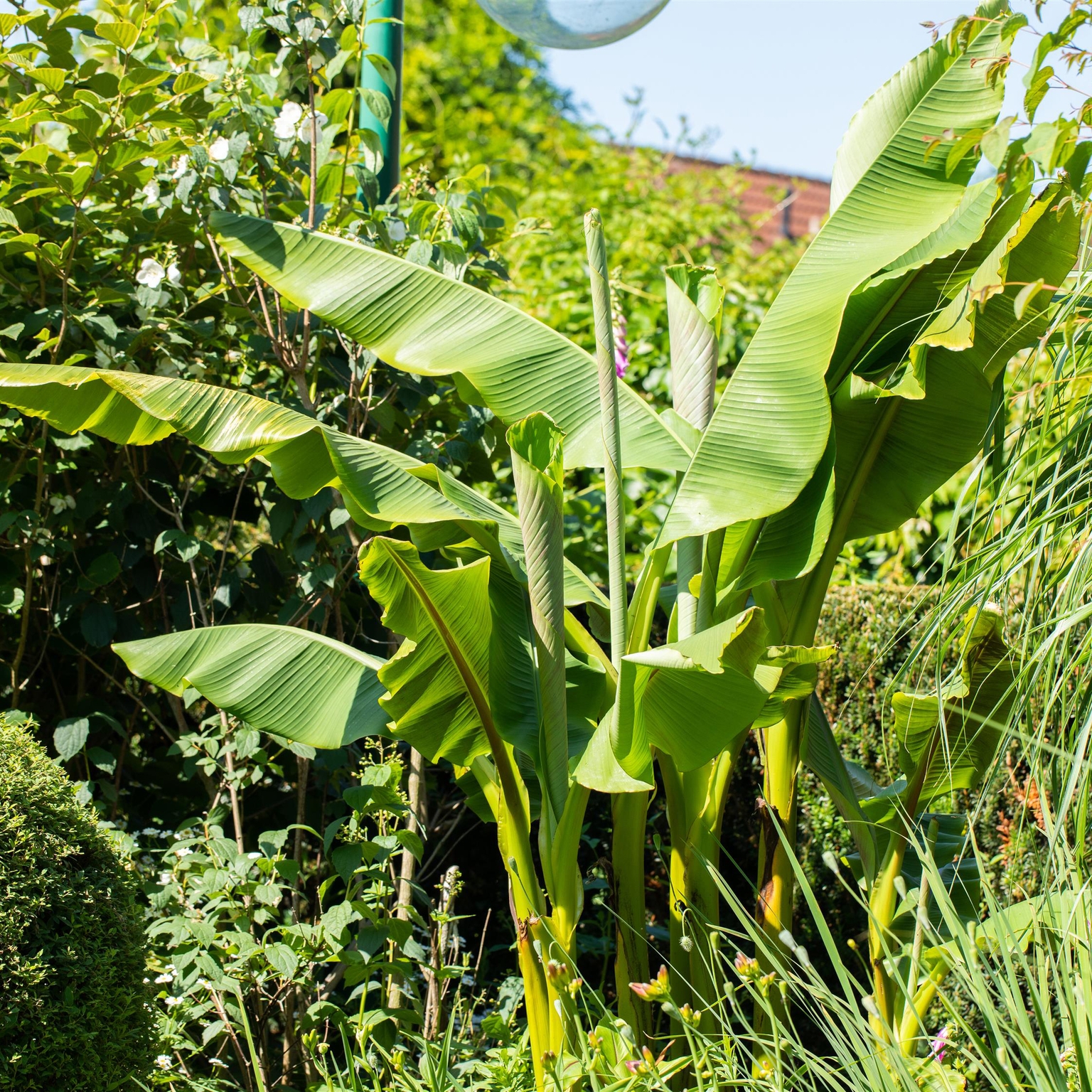 Musa Basjoo Hardy Banana 10 Litre Pot Goldcliff Garden Centre