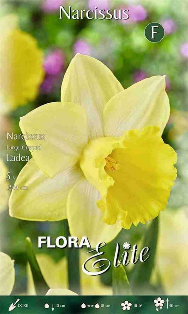 Narcissus Ladea - Goldcliff Garden Centre