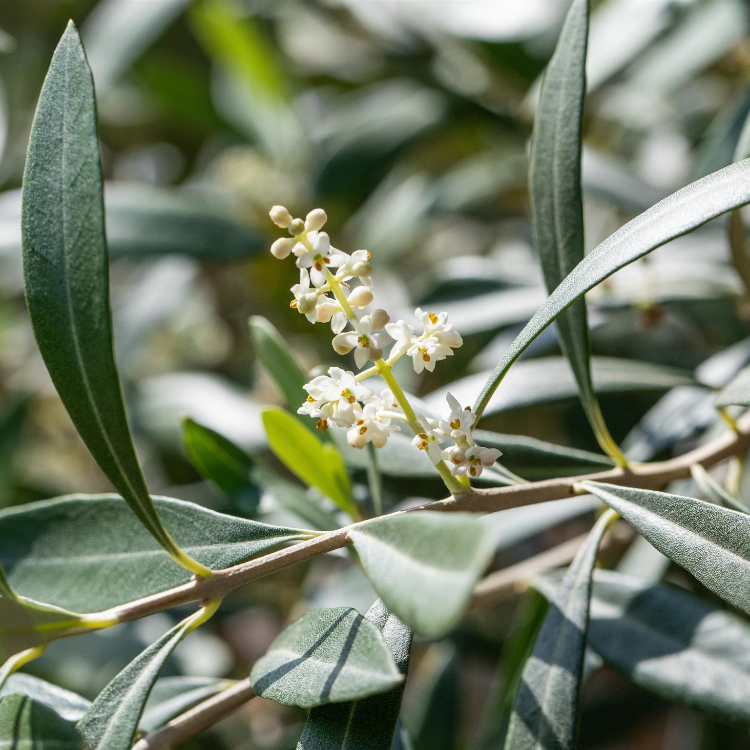 Olea europaea - Olive Half Standard - Goldcliff Garden Centre