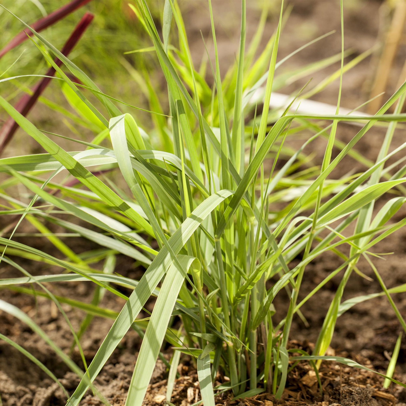 Panicum Prairie Sky - Goldcliff Garden Centre