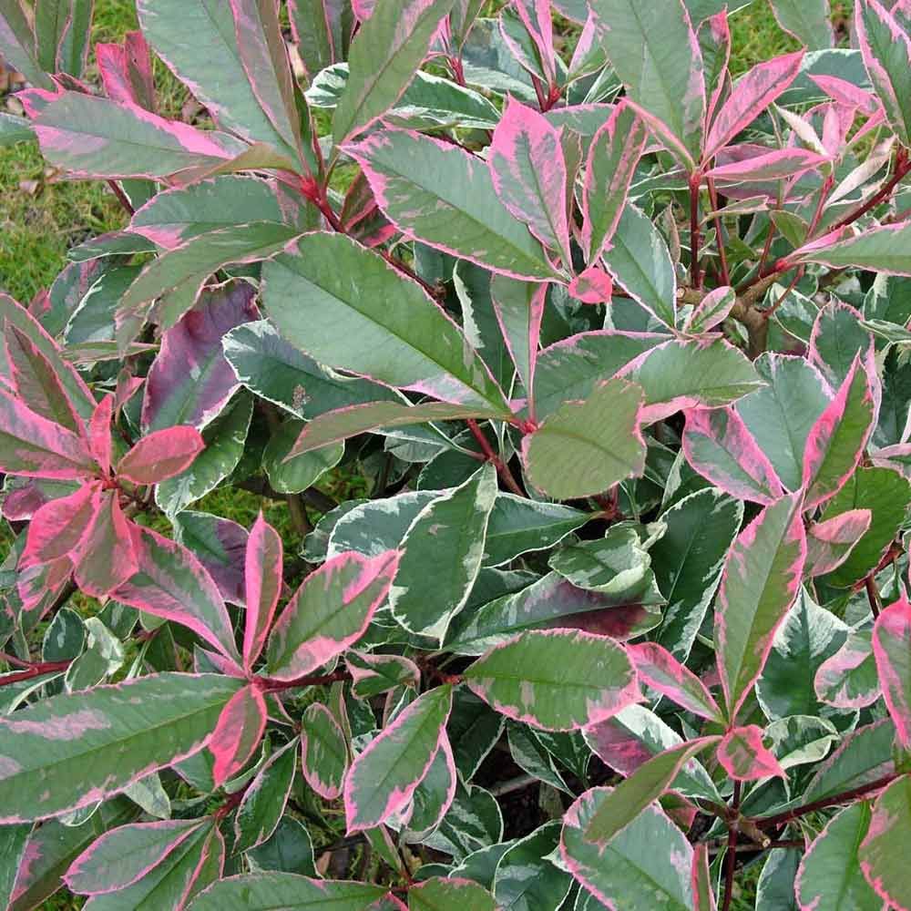 Photinia fraseri 'Pink Marble' - Goldcliff Garden Centre