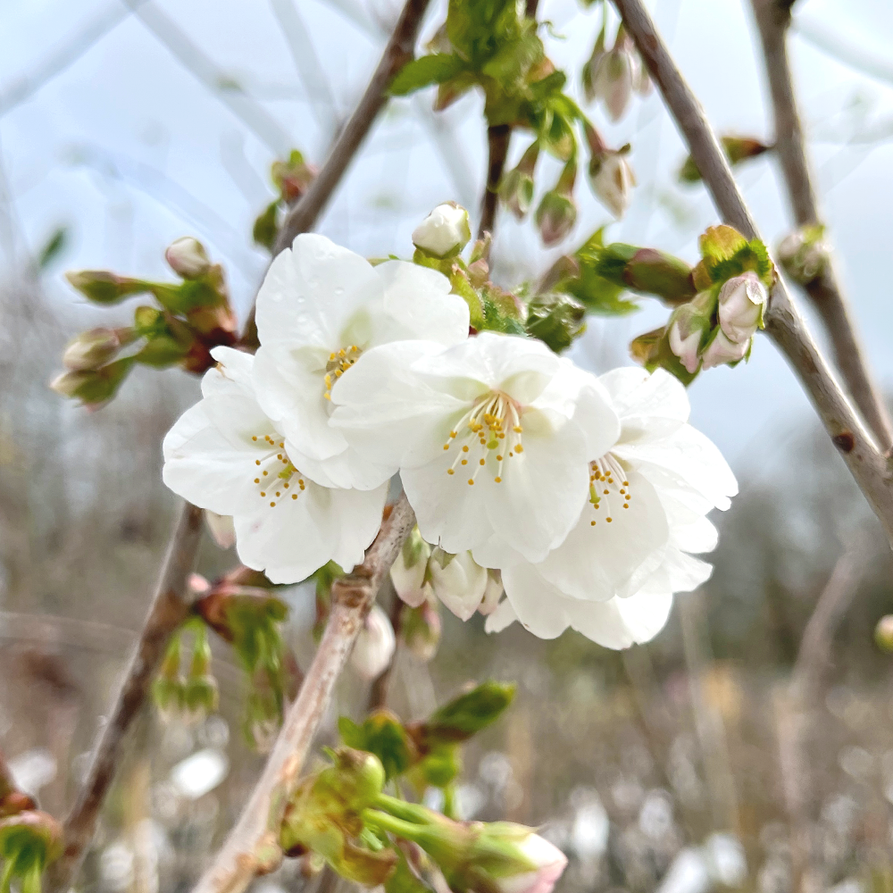 Prunus umineko Snow Goose - Goldcliff Garden Centre
