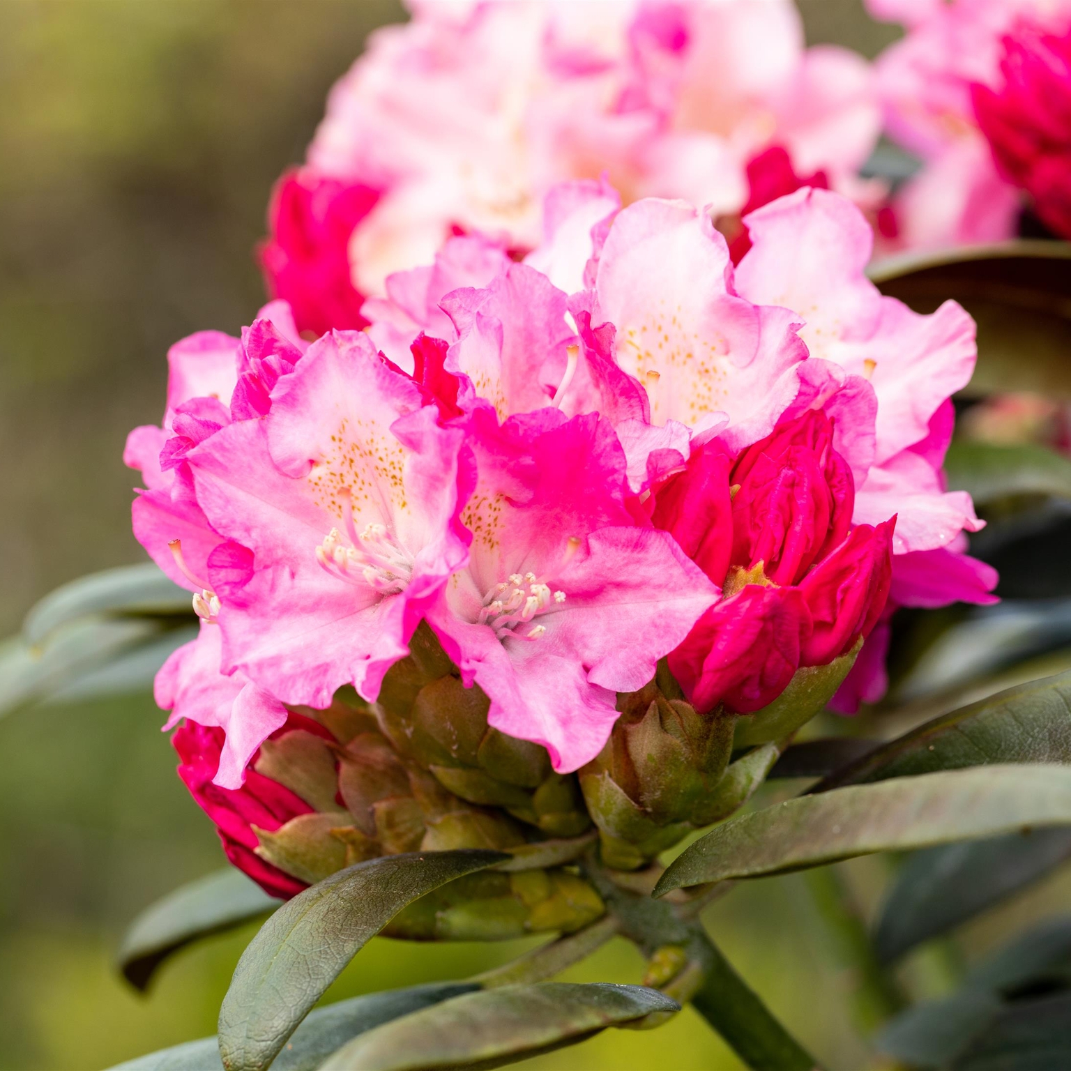 Rhododendron Yakushimanum Kalinka - Goldcliff Garden Centre