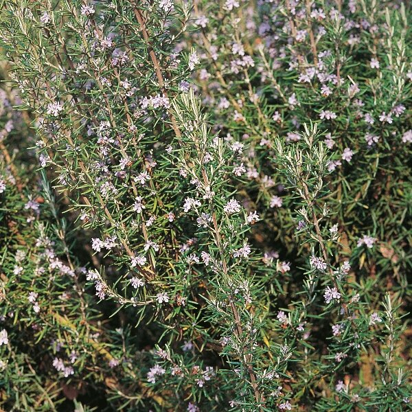 Rosemary Seeds - Goldcliff Garden Centre