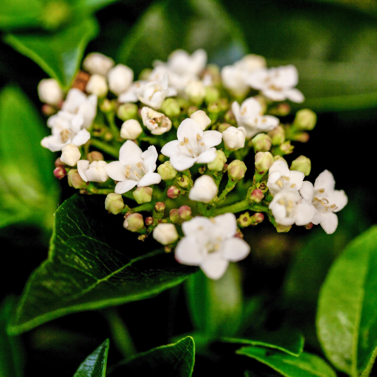 Viburnum tinus Half Standard - Goldcliff Garden Centre